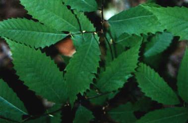 Article: New Hope For the American Chestnut - Appalachian Woods, LLC