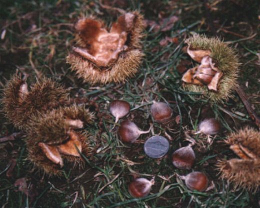 Article: New Hope For the American Chestnut - Appalachian Woods, LLC