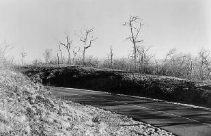 A nice article on the history of the American Chestnut - Appalachian Woods
